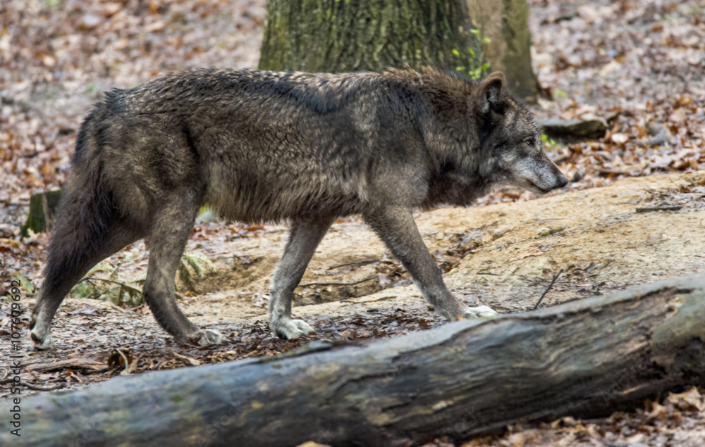Charcoal Gray Wolf