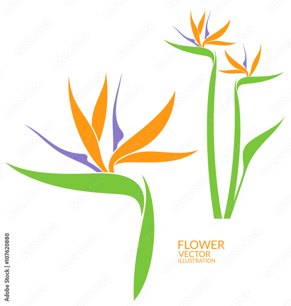 Bird of paradise. Tropical flower Stock Vector | Adobe Stock