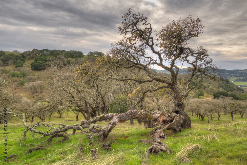 California oak woodland Stock Photo | Adobe Stock