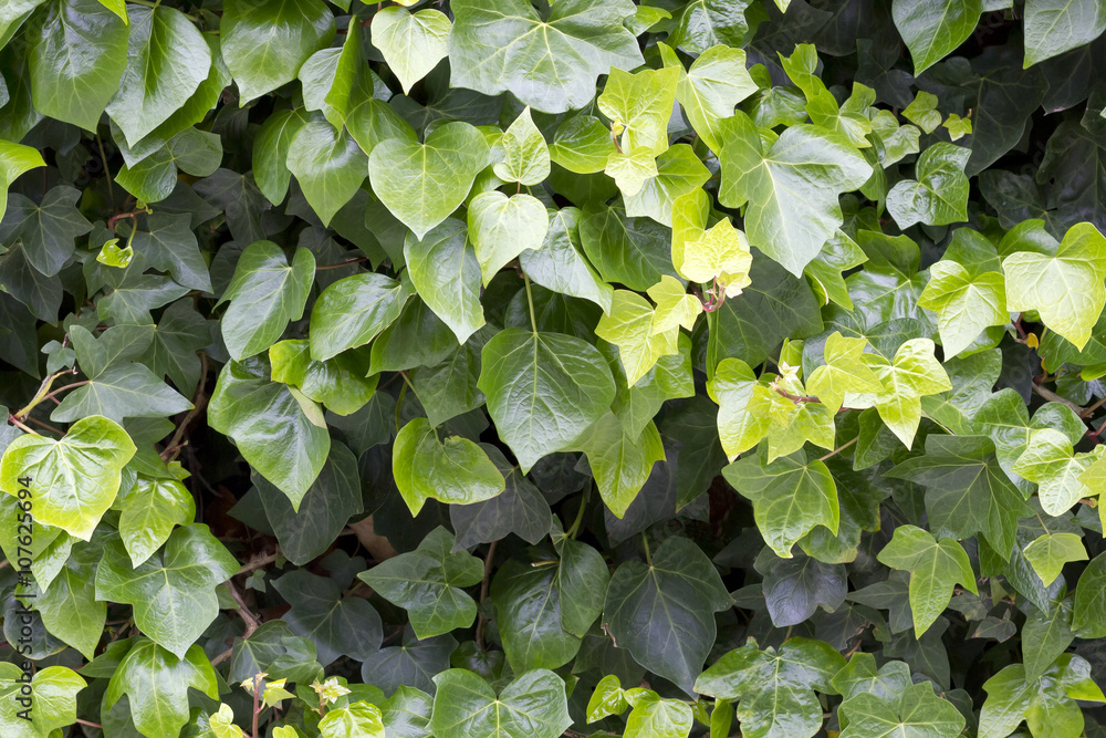 Hedera green leaves (Hedera helix) Stock Photo | Adobe Stock