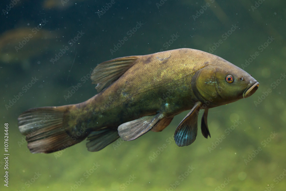 Fotografia do Stock: Tench (Tinca tinca), also known as the doctor fish ...