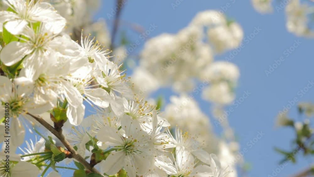 Prunus cerasus blossom branch in front of blue sky 4K 2160p UltraHD ...