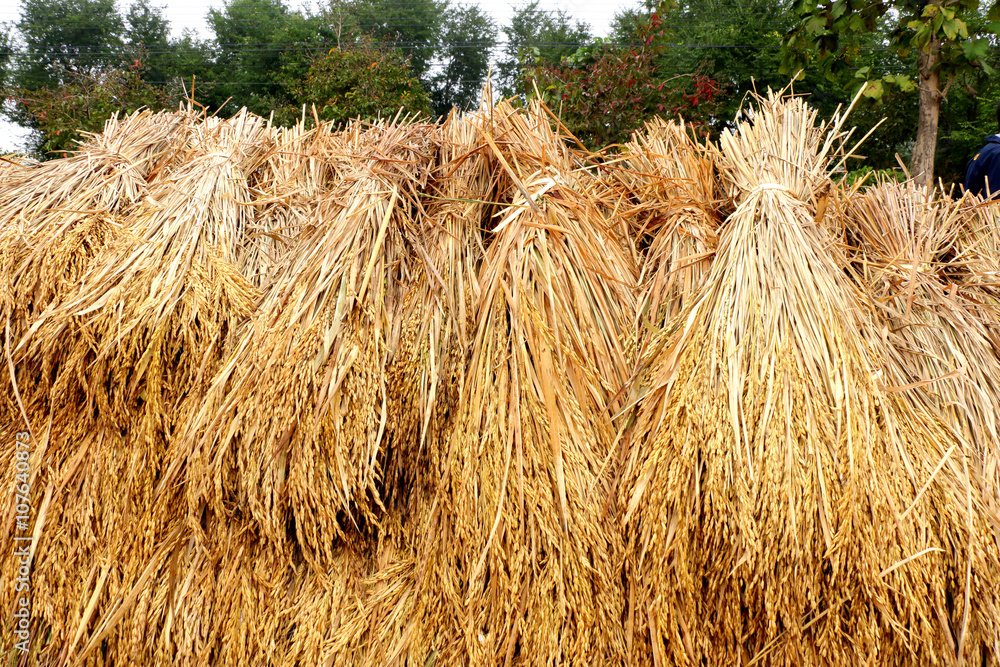 paddy, unmilled rice, bundle of rice on the rice field after har Stock ...