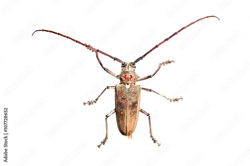 Top view of mango tree borer (Batocera rufomaculata) isolated on a ...