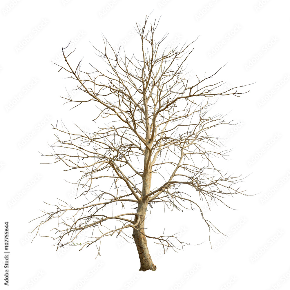 Isolated tree with no leaves on white background Stock Photo | Adobe Stock