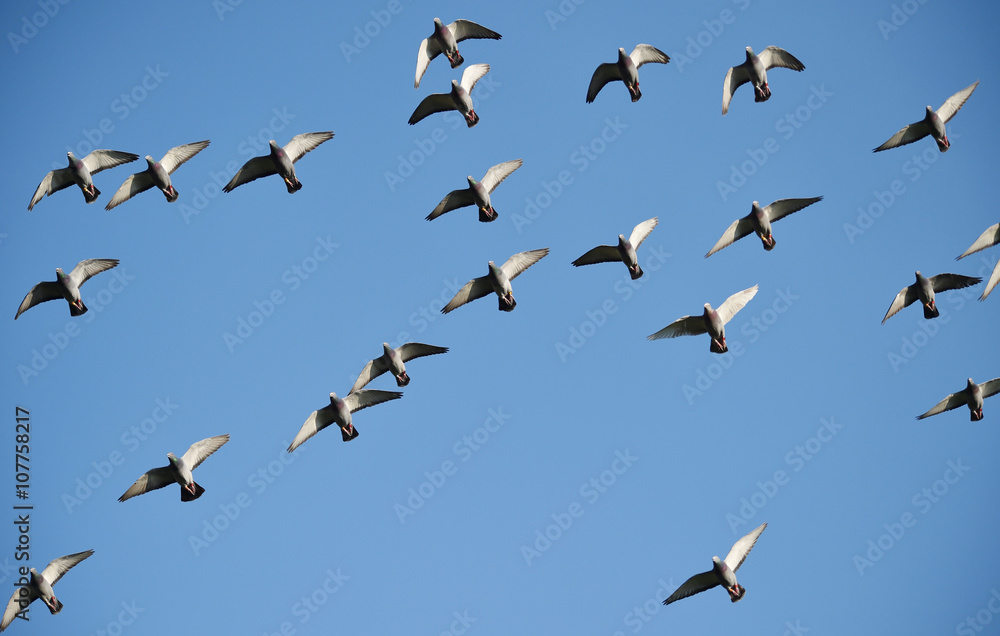 Tauben fliegen Stock-Foto | Adobe Stock