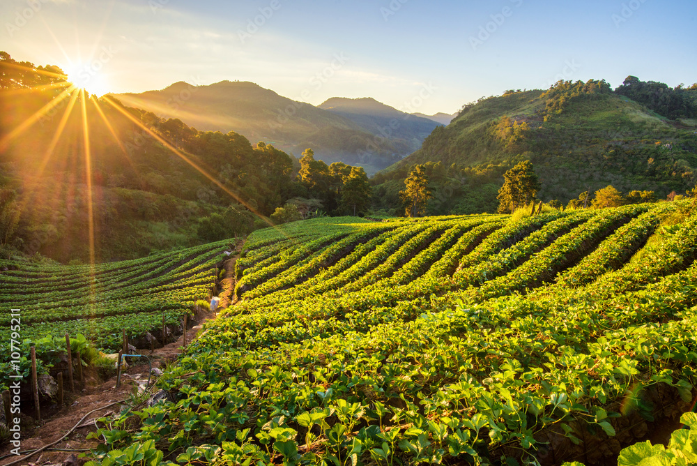 Sunrise at strawberry field terrace at doi angkang , chiang mai Stock ...