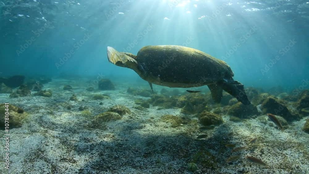 Green sea turtle underwater coming up for air in the Galapagos Islands ...