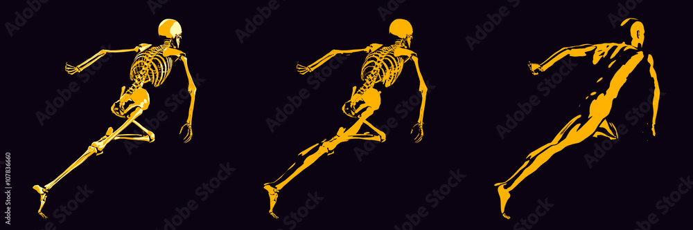 Human Bone Structure Diagram Stock Illustration | Adobe Stock