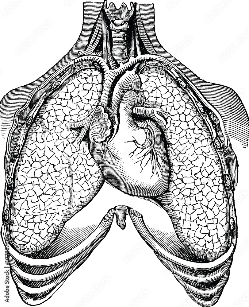 Vintage anatomic illustration human lungs Stock Illustration | Adobe Stock