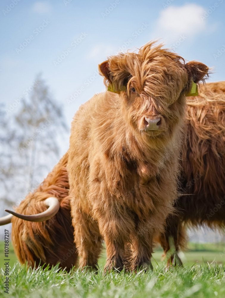 Junges Highland Kalb mit Muttertier auf einer Weide Stock Photo | Adobe ...