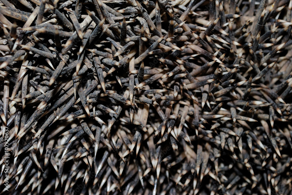 sharp prickles of a hedgehog Stock Photo | Adobe Stock