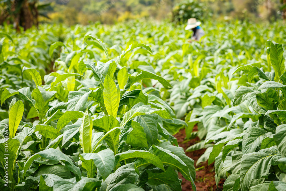 Thai woman put Insecticide and fertilizer in tobacco plant Stock Photo ...