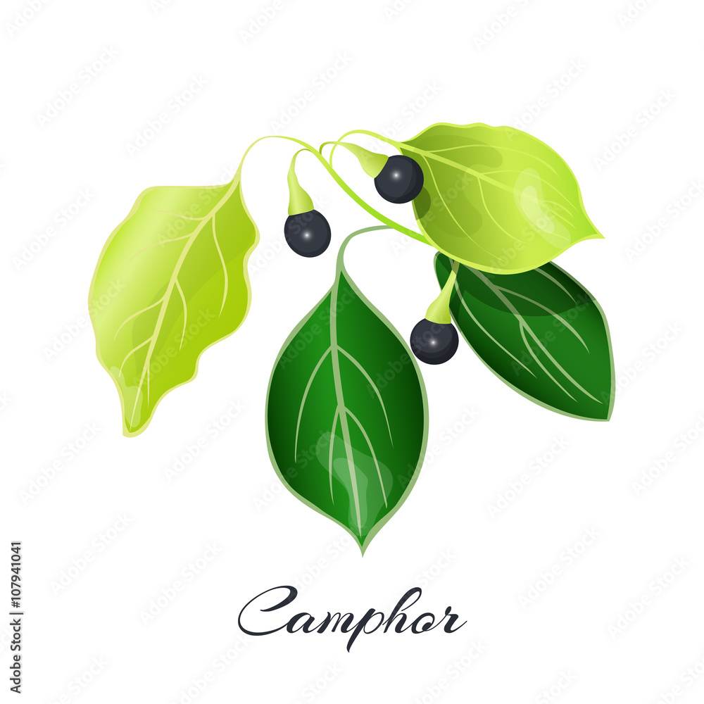 shablon Stock Vector | Adobe Stock