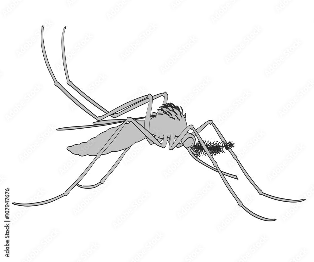 2d cartoon illustration of Aedes Aegypti ilustração do Stock | Adobe Stock