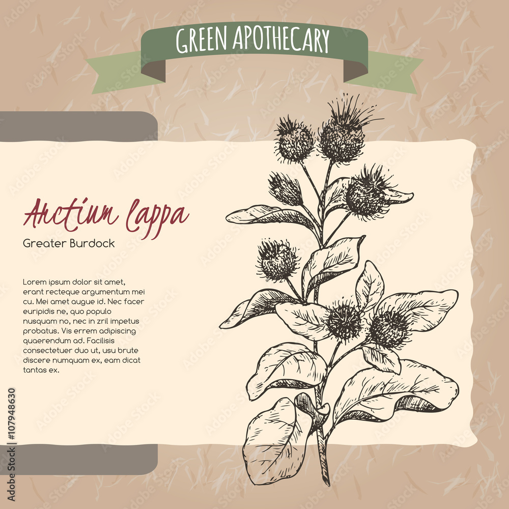 Poster Arctium lappa aka greater burdock sketch. – Wall Art | UkPosters