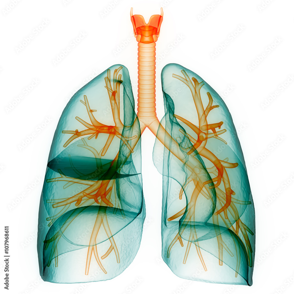 Human Body Organs (Lungs) Stock Illustration | Adobe Stock