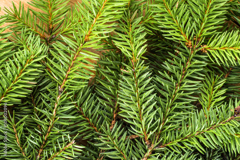 Fototapeta Urban Jungle Christmas fir tree background texture | Fototapety