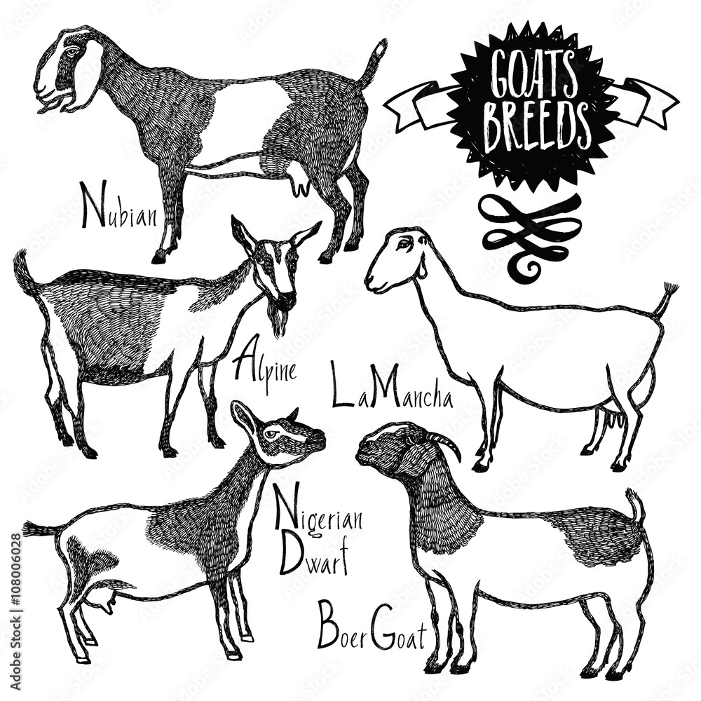 Goats Breeds Vector illustration Sketch style Hand drawn Stock Vector ...