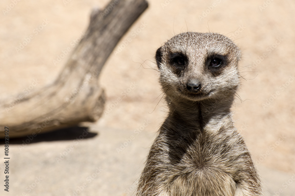 Meerkat Face