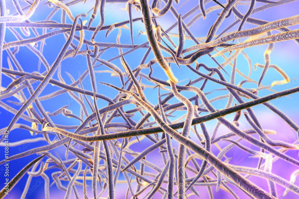 Nocardia bacteria, 3D illustration, close-up view. Nocardia are ...