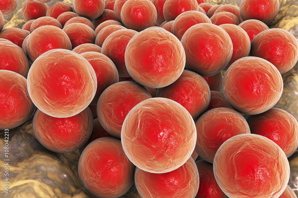 Bacteria Staphylococcus aureus on the surface of skin or mucous ...