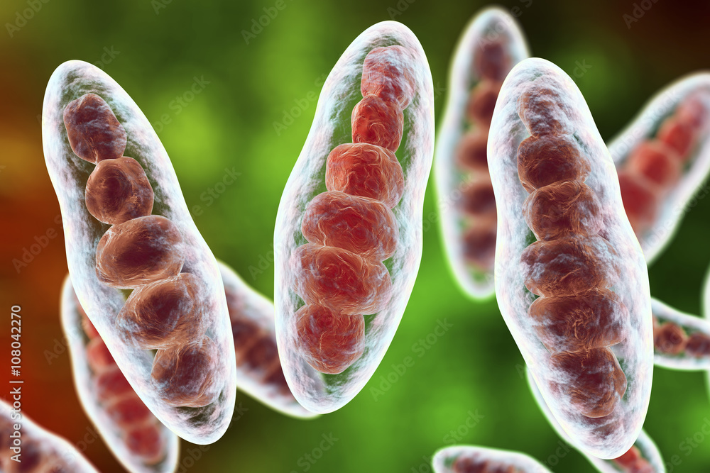 Macroconidia (multi-celled bodies) of fungus Trichophyton ...
