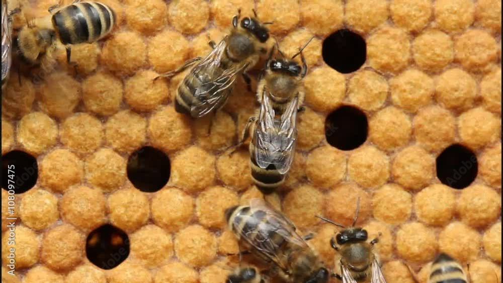 Vidéo Stock Larvae and cocoons of bees. Bees take care of the larvae ...