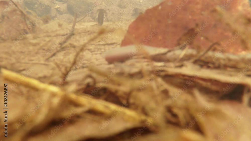 Swamp Worm Moves Along Algae at Bottom of Pond Stock Video | Adobe Stock