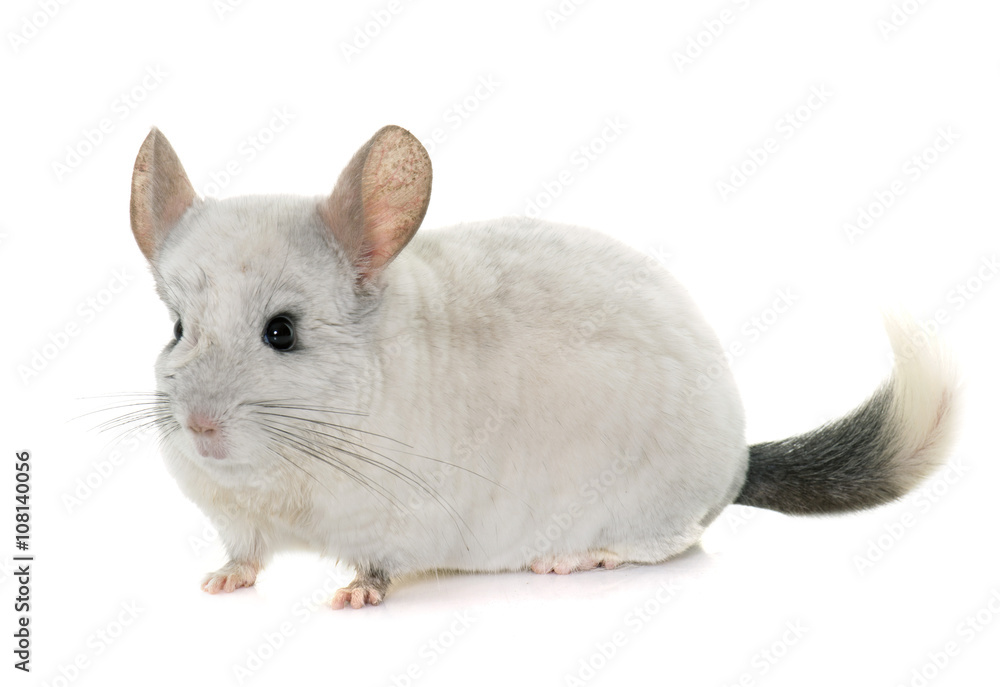 chinchilla in hands Stock Photo | Adobe Stock