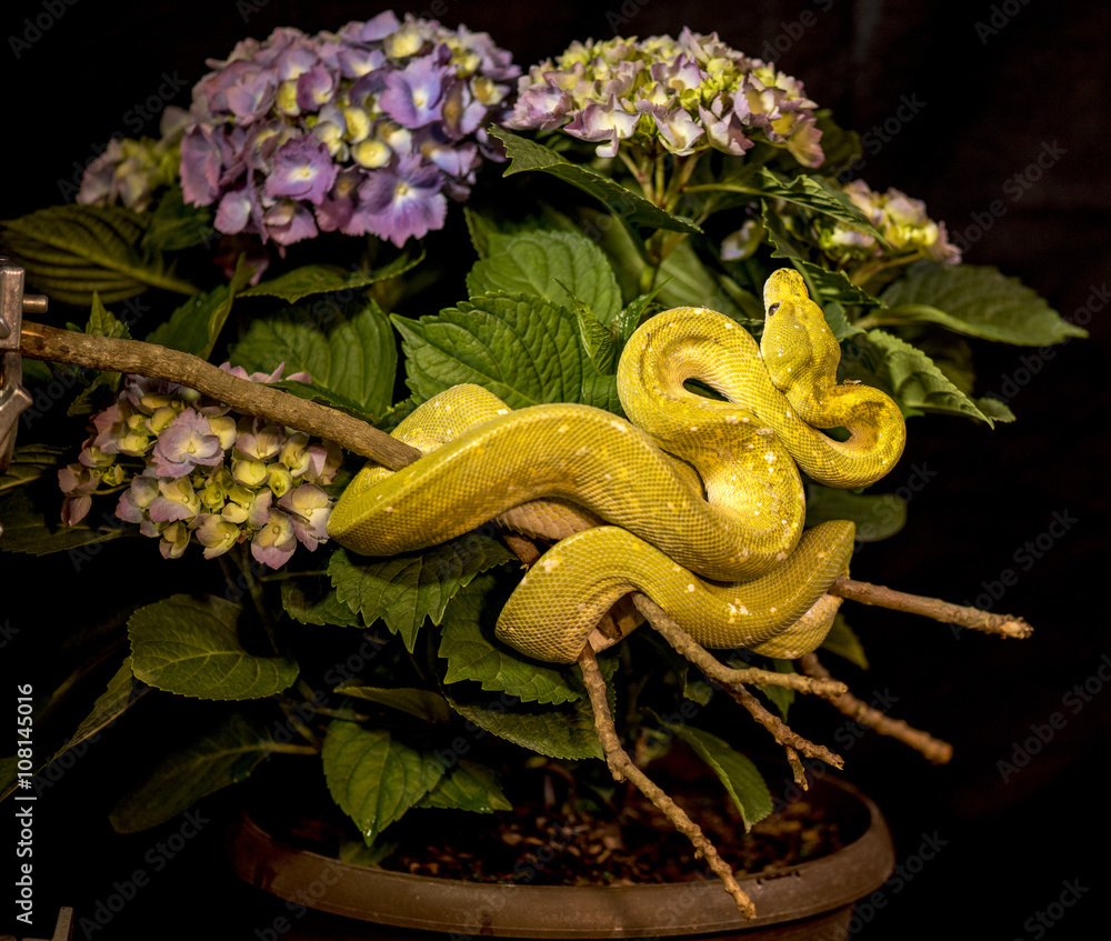 Purple Tree Python