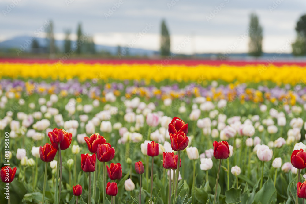 Tulips in the Skagit Valley. A sure sign that springtime is upon us is ...