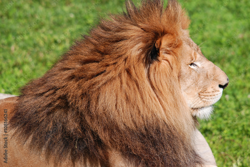 Male lion: Highly distinctive, the male lion is easily recognized by ...