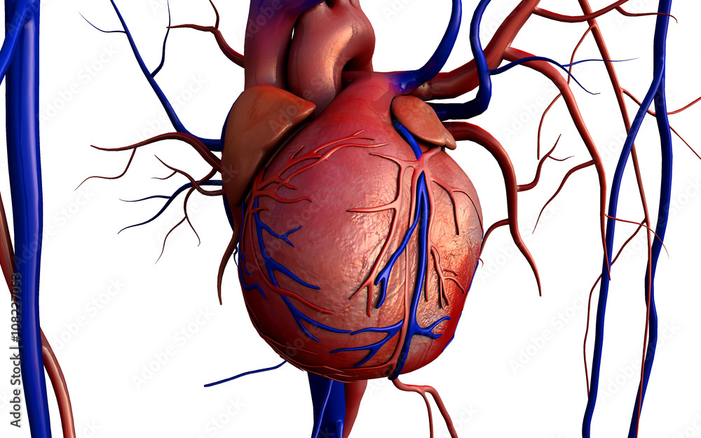 human heart, Heart on the white background, Human heart model, Human ...
