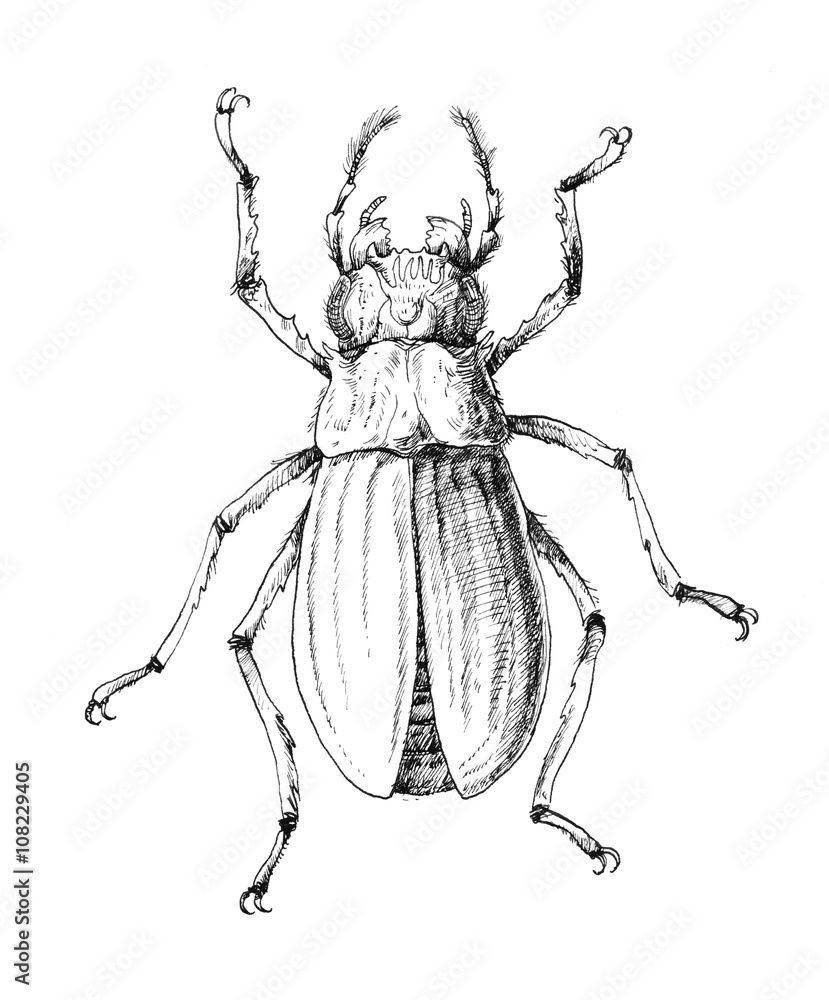 Beetle hand drawn realistic illustration Stock Illustration | Adobe Stock