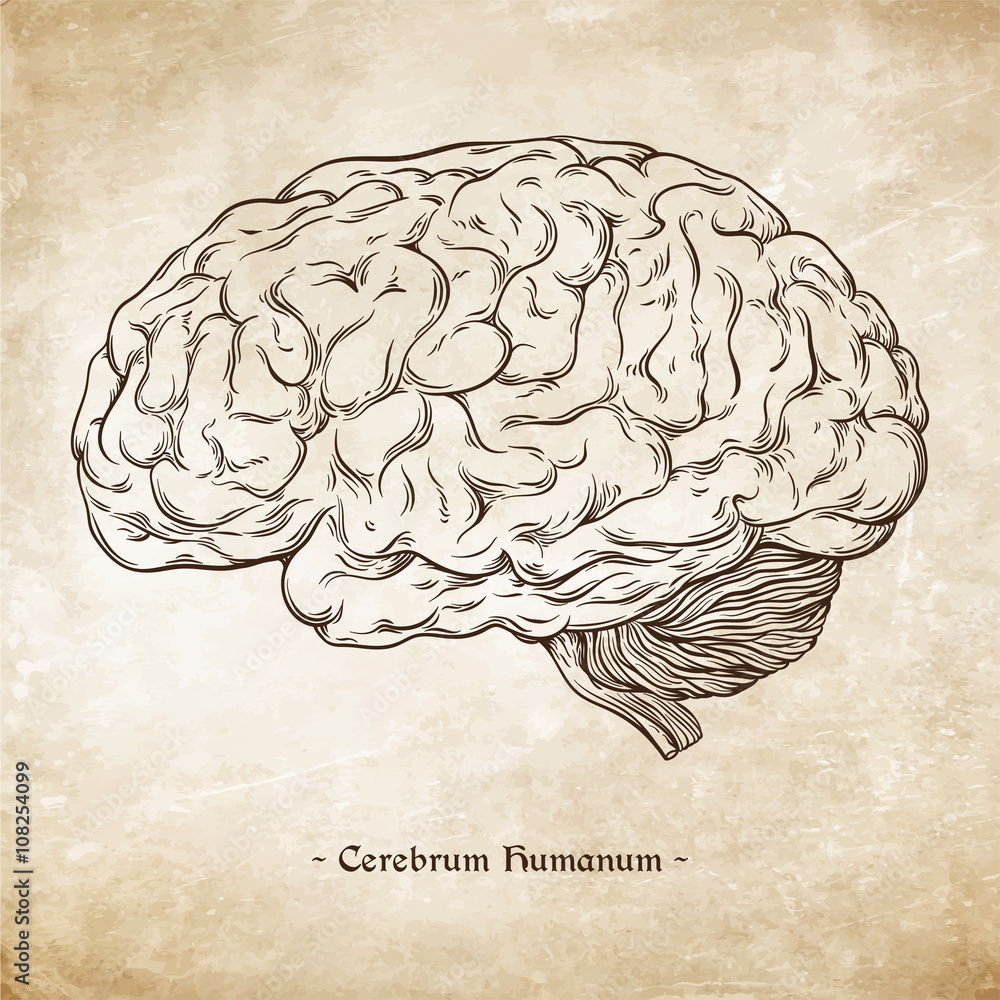 Hand drawn line art anatomically correct human brain. Da Vinci sketches ...