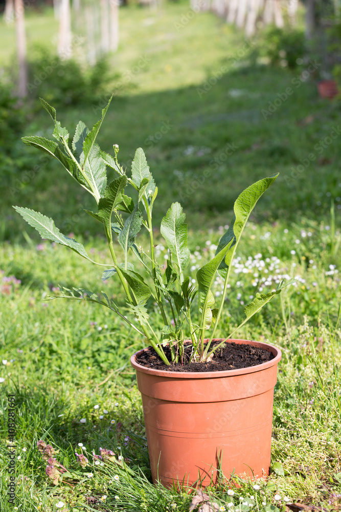Pianta di rafano (Armoracia rusticana) a primavera Stock Photo | Adobe ...