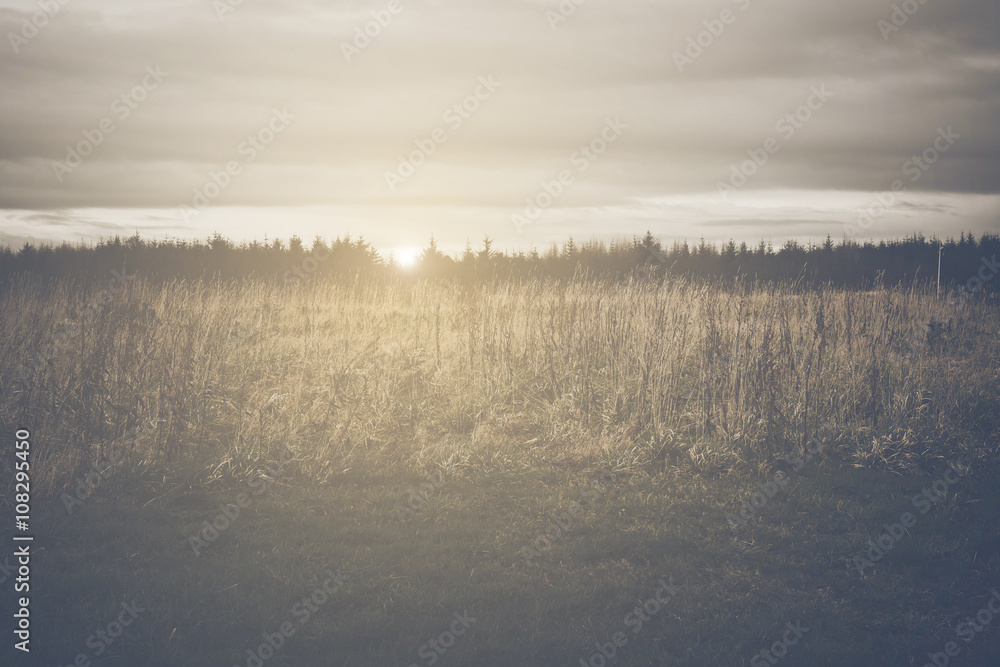 Nature Background with Vintage Filter Stock Photo | Adobe Stock