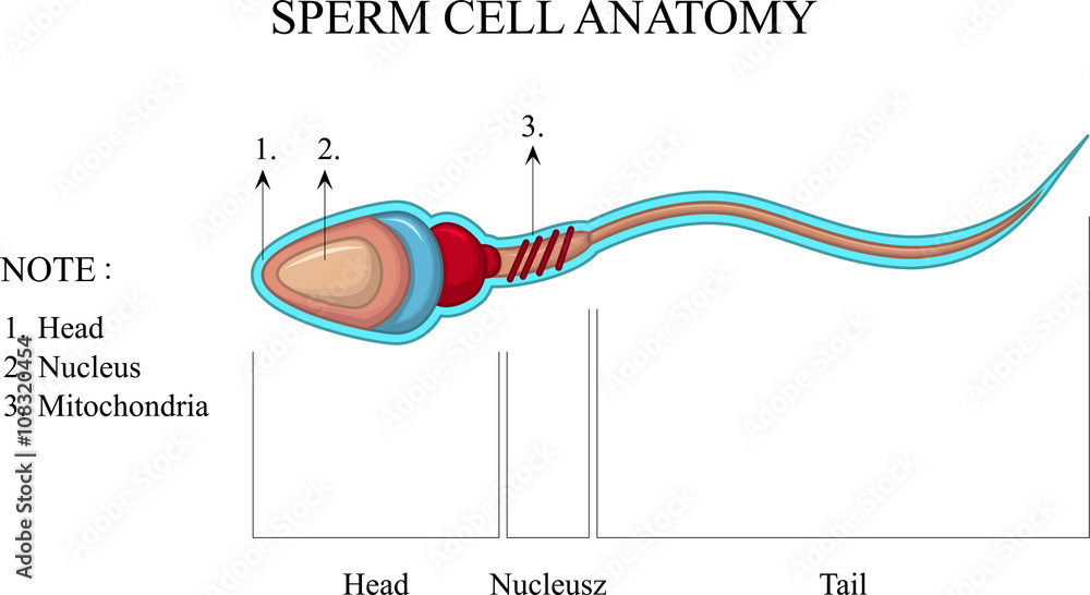 Human Sperm cell Anatomy Stock Vector | Adobe Stock