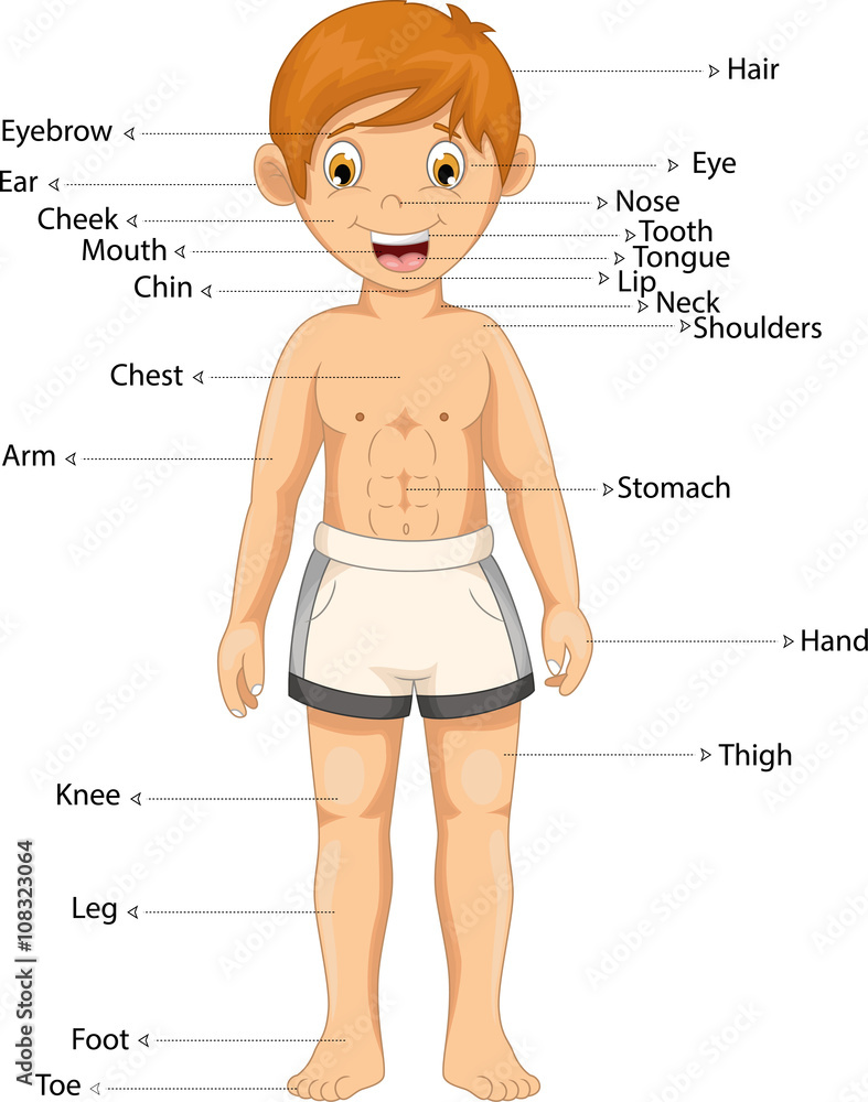 human body of cute boy cartoon Stock Vector | Adobe Stock
