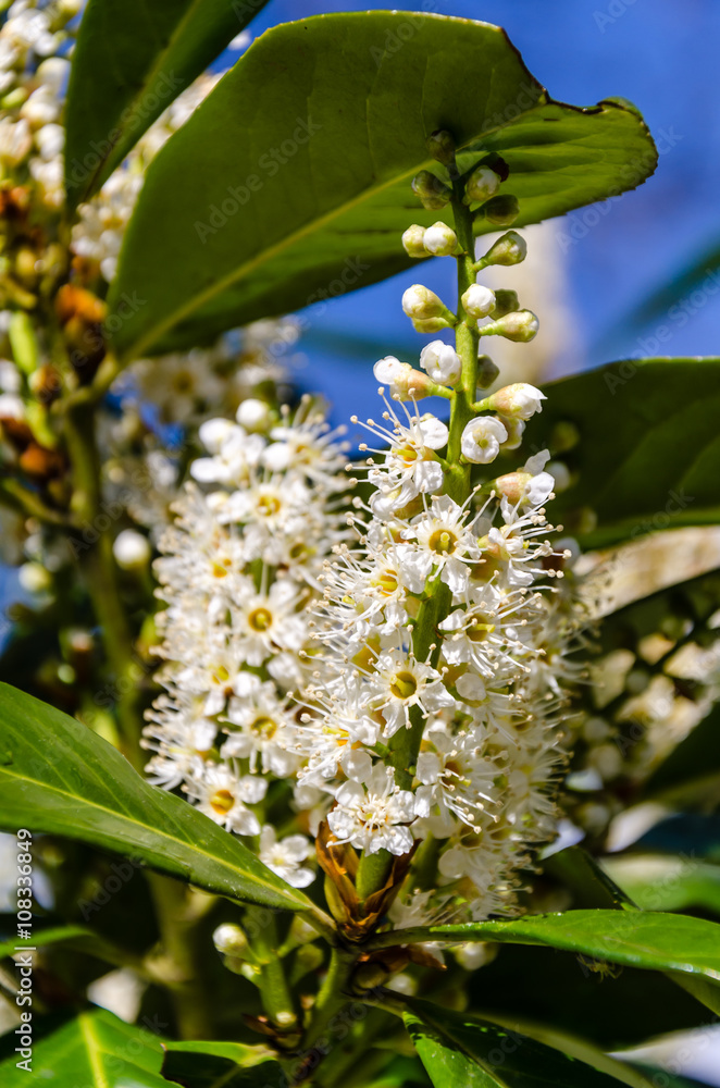 Blüren der Lorbeerkirsche Stock-Foto | Adobe Stock
