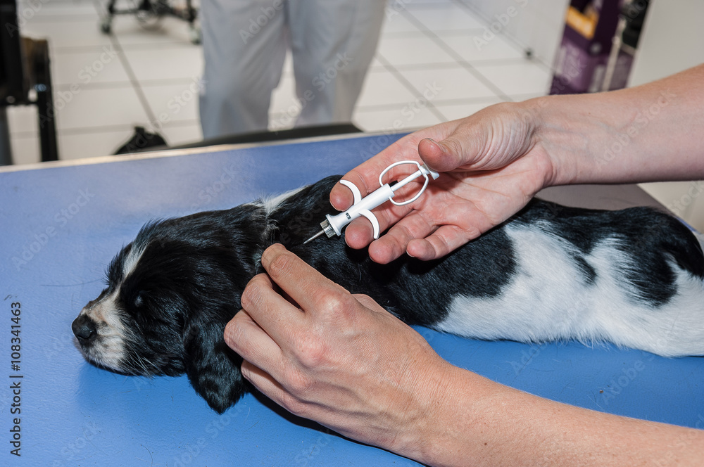 identification par puce électronique est obligatoire pour les animaux ...