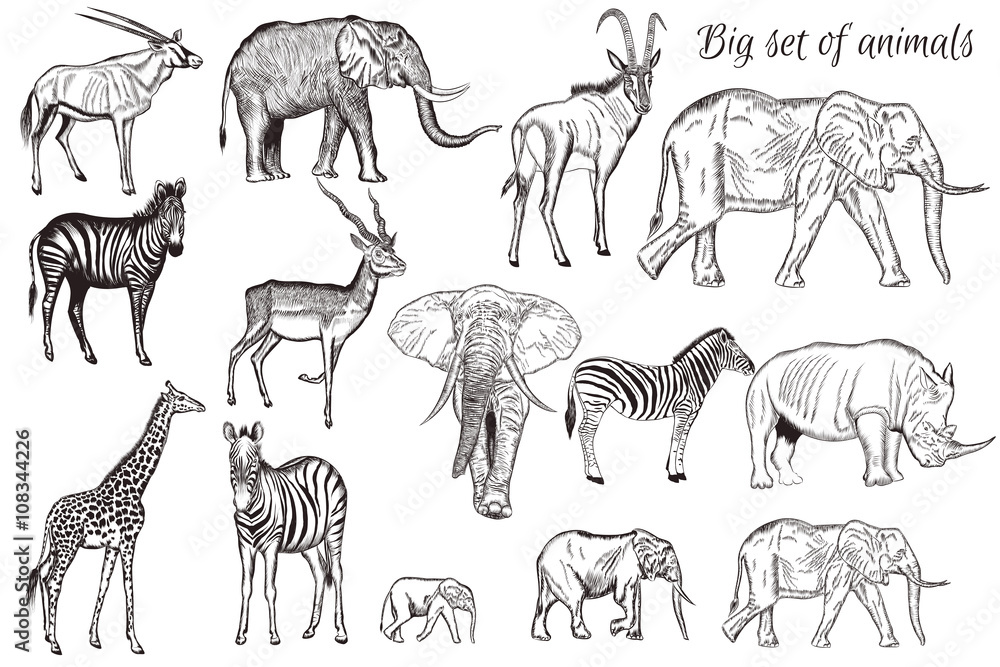 Vector set of hand drawn detailed African animal Stock Vector | Adobe Stock