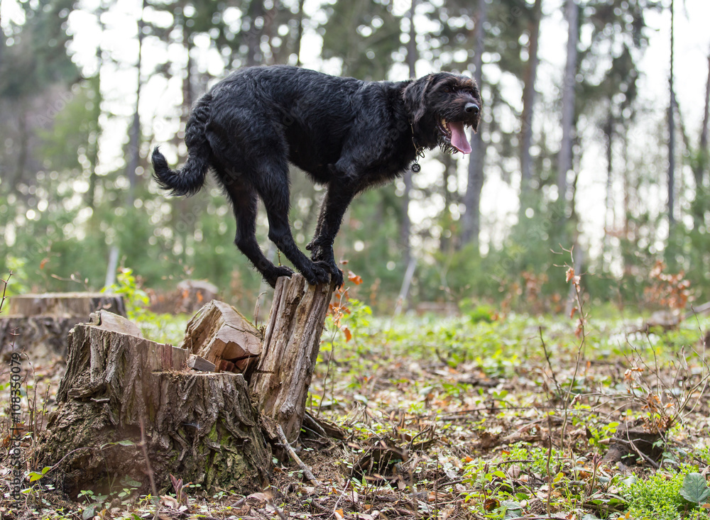 Beautiful mutt black dog Amy balancing on stump. Stock Photo | Adobe Stock