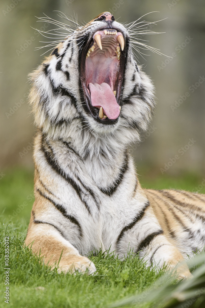 Foto Stock Il ruggito della Tigre | Adobe Stock