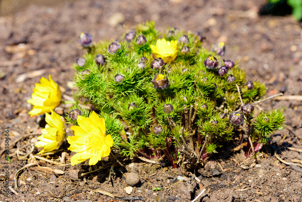 Adonis vernalis, the pheasants eye, spring pheasants eye, yellow ...