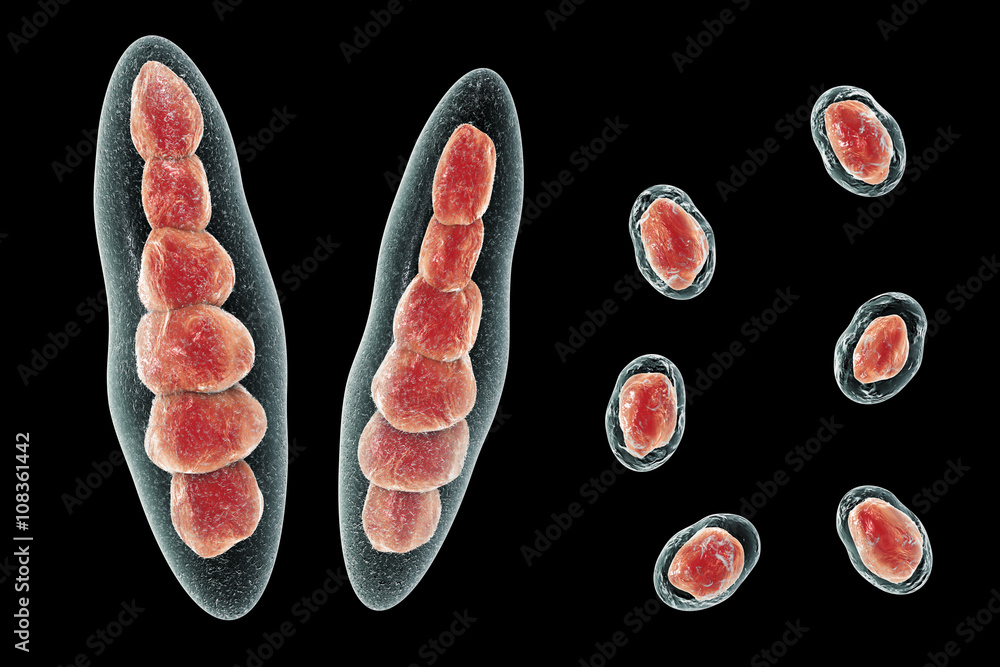 Fungus On Feet Microscopic
