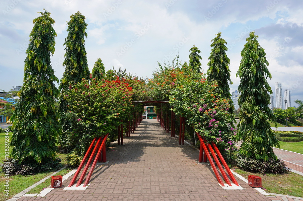 Walkway under a tunnel of bougainvillea, Plaza Quinto Centenario ...