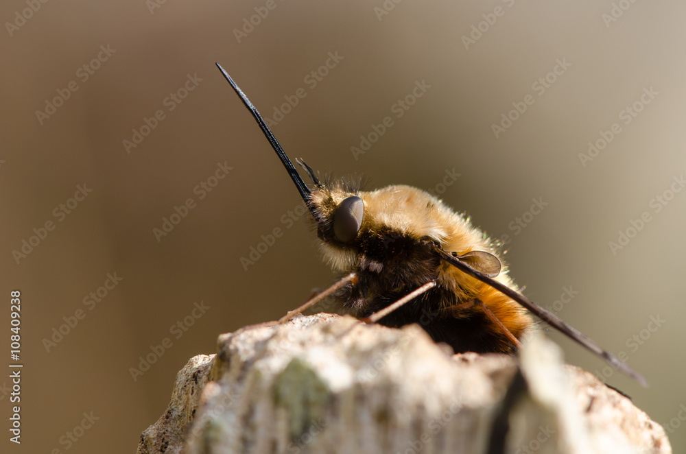 Dotted bee-fly (Bombylius discolor) at rest, in profile. Scarce bee ...