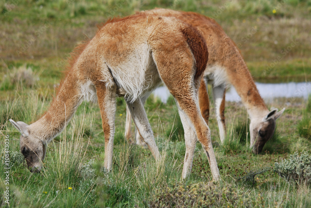 Guanacoes (Lama guanicoe) in Patagonia, Torres del Paine. The name ...